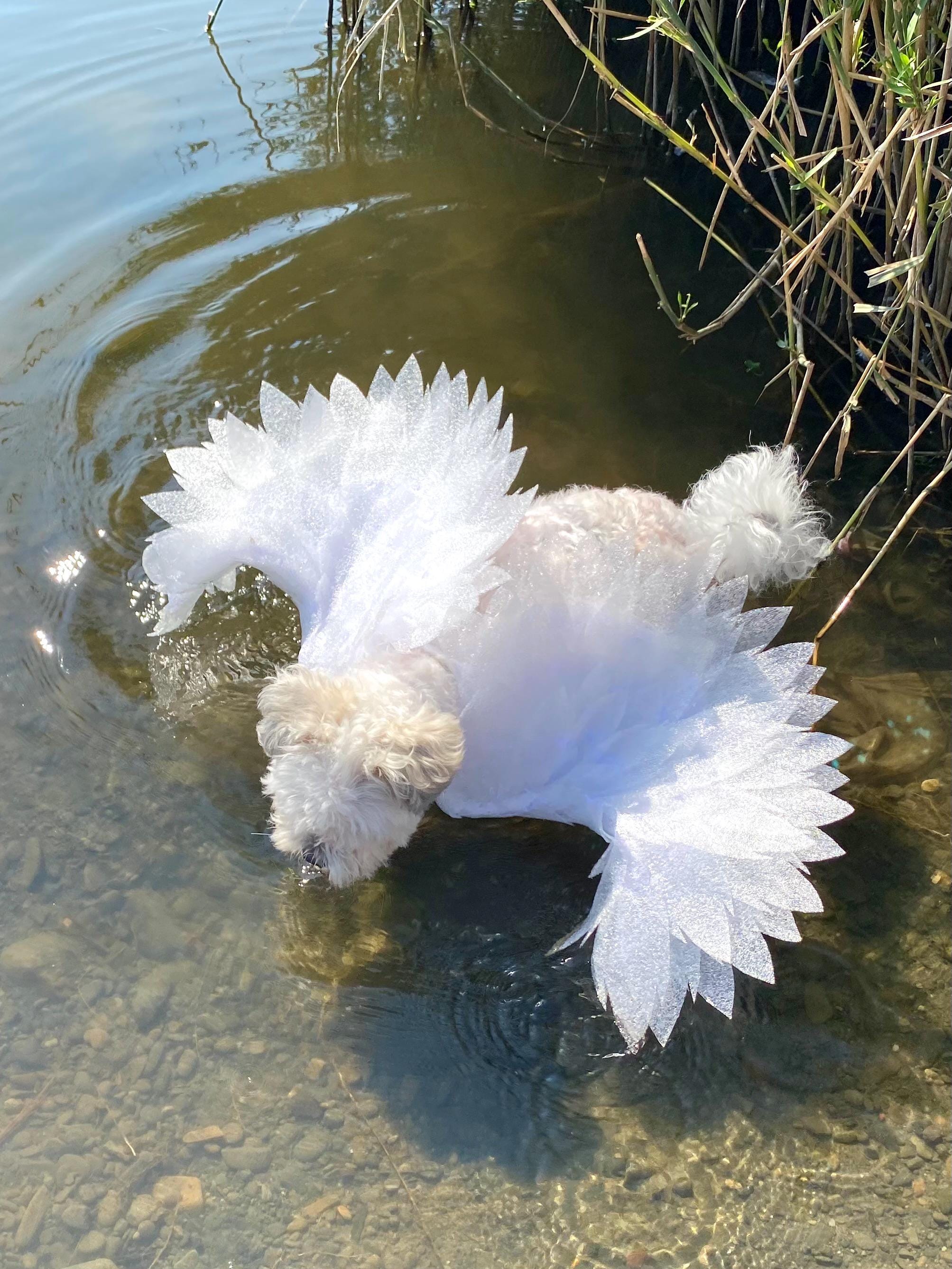 Halloween Wings for Dogs | White Angel Wings | Halloween Dog Wings ...
