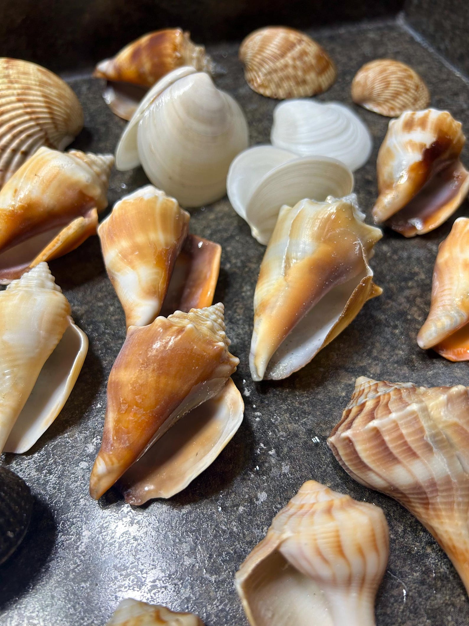 Natural Seashell Kit 74 Pieces | Assorted Seashell Mix | Sanibel Island ...