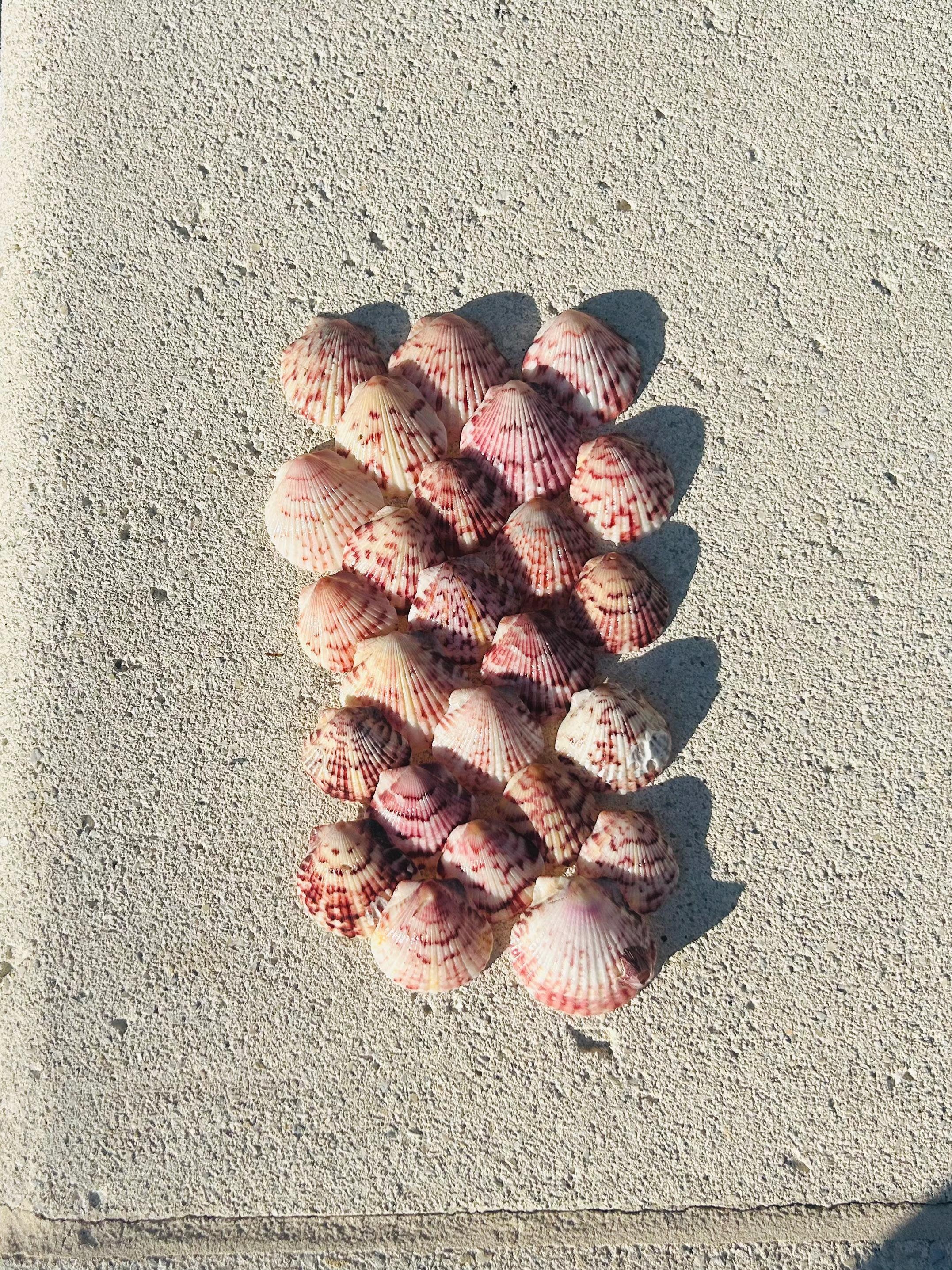 Natural Scallop Seashell Kit 20 Pieces | Florida Scallops | Sanibel ...