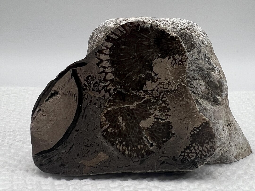 Polished Fossilized Coral Slice - Etsy