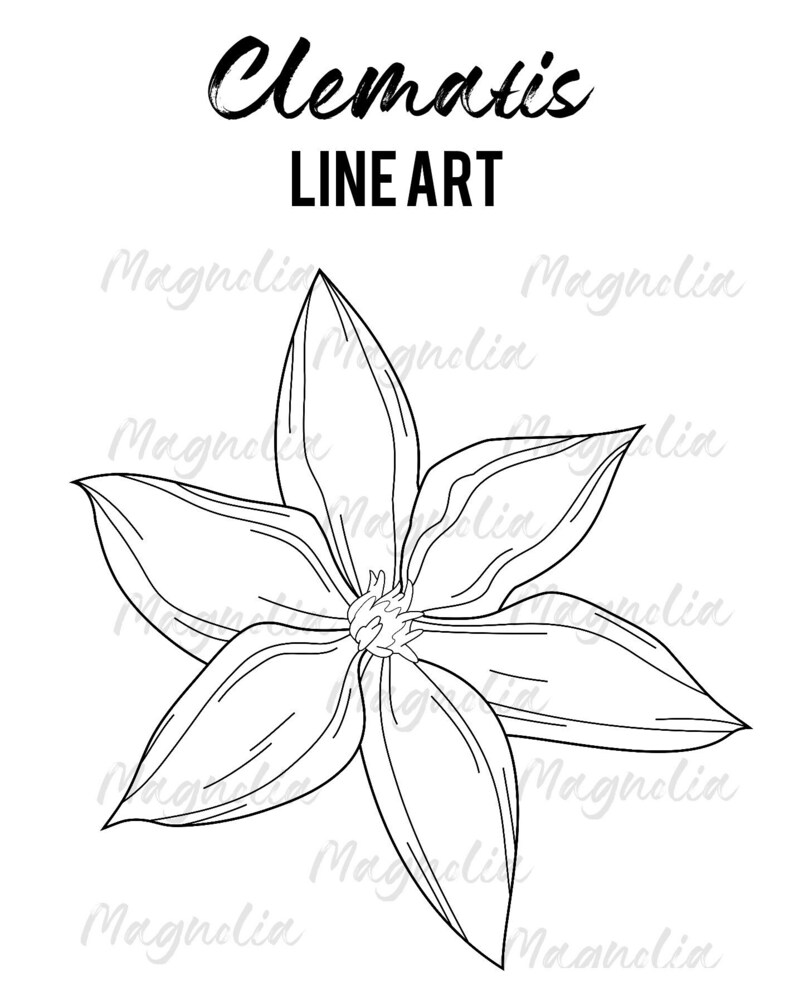 Clematis Line Art, Flower PNG, Flowers, Clematis, Line Art, Digital ...