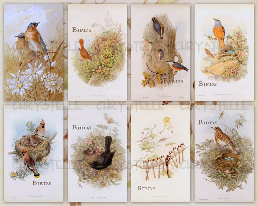 Birds Collage 2 Digital Collage Sheet | Etsy