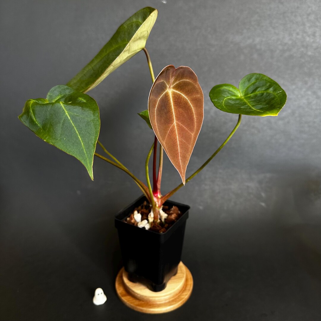 Crystal X Aos) X Forgetii Anthurium - Etsy