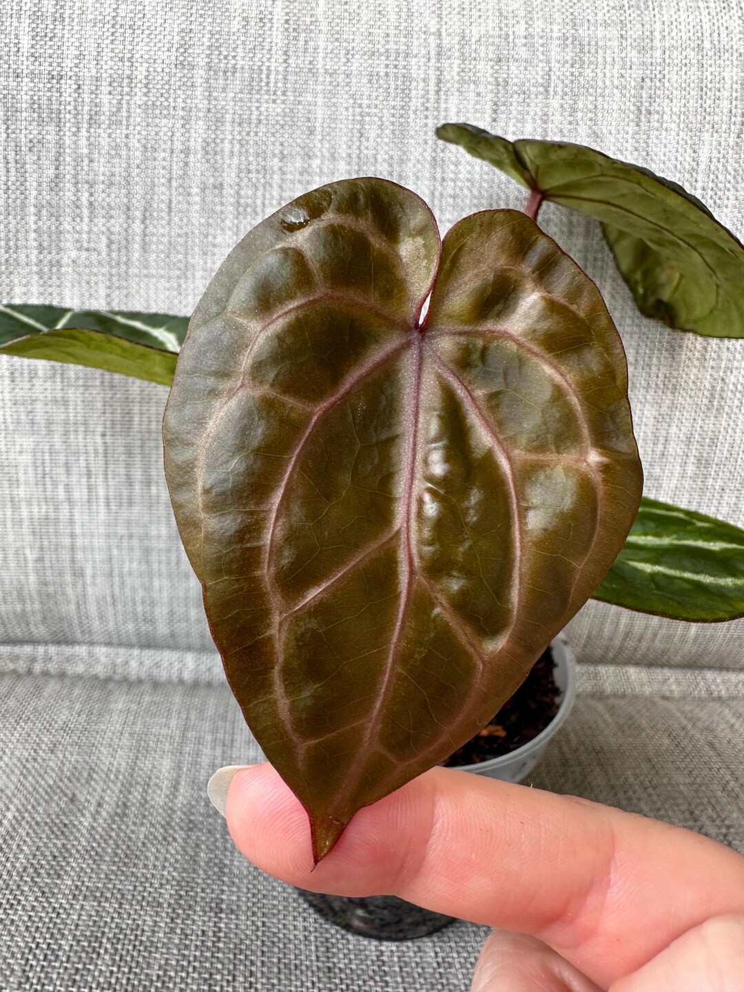 Code Red X Red Crystal) X (SKG Grey X ‘zara X Michelle’) Anthurium (D ...