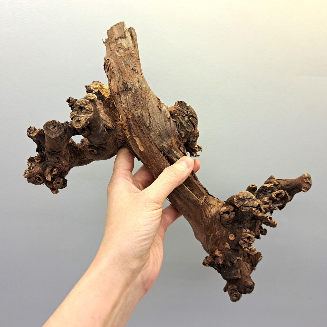 Thick Wooden Branch, Real Grapewood Branch, Dried Branch for Decor ...