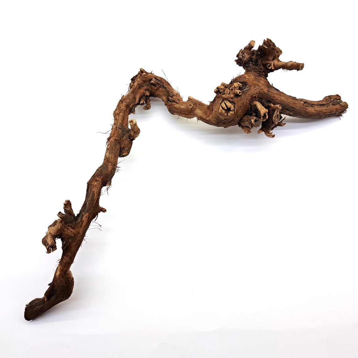 Thin Grapewood Branch, Natural Wood Terrarium Decor, Dry Grapevine ...