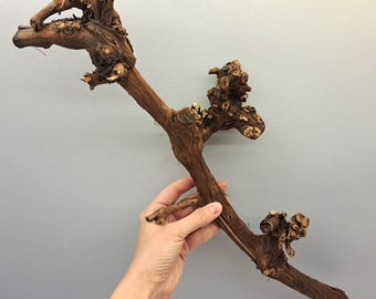 Real Grapevine Branch, DIY Terrarium Decoration, Natural Wood Branch ...