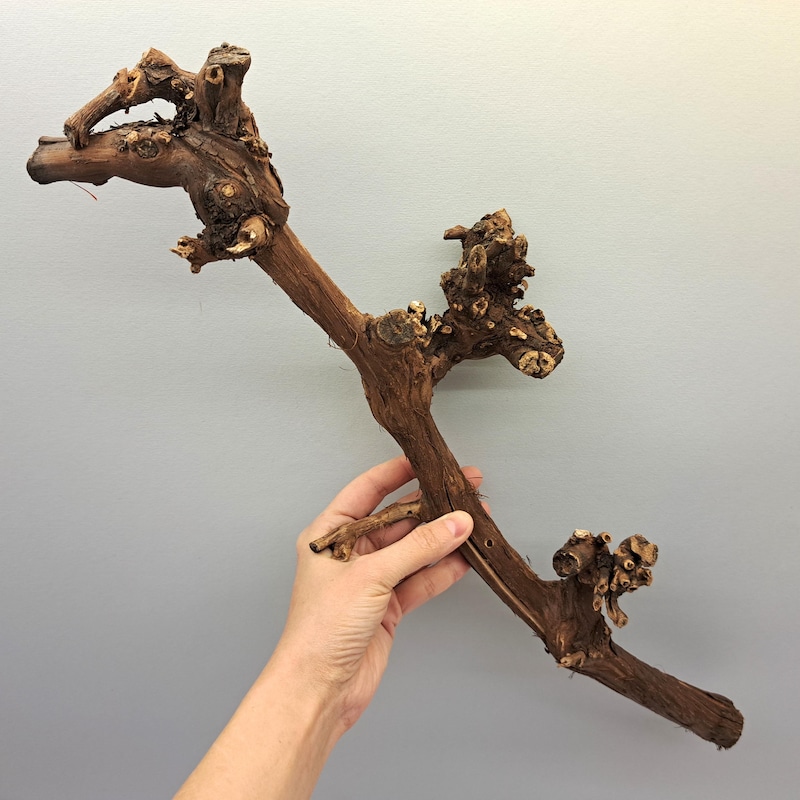 Grapewood Branch - Etsy
