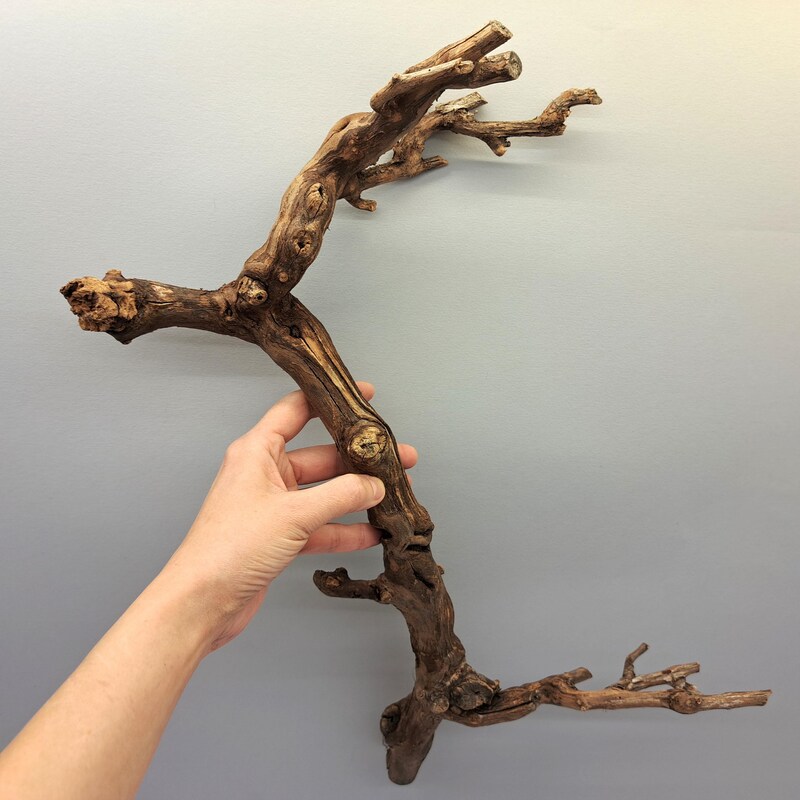 Grapewood Branch - Etsy