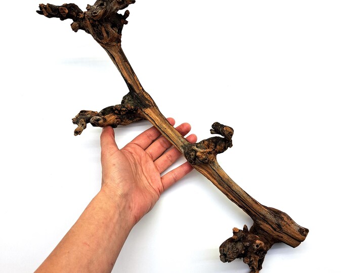 Grapevine Branch for Decor, Rustic Wood Branch, Real Branch for ...