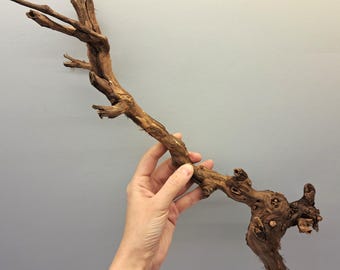 Real Grapevine Branch, DIY Terrarium Decoration, Natural Wood Branch ...