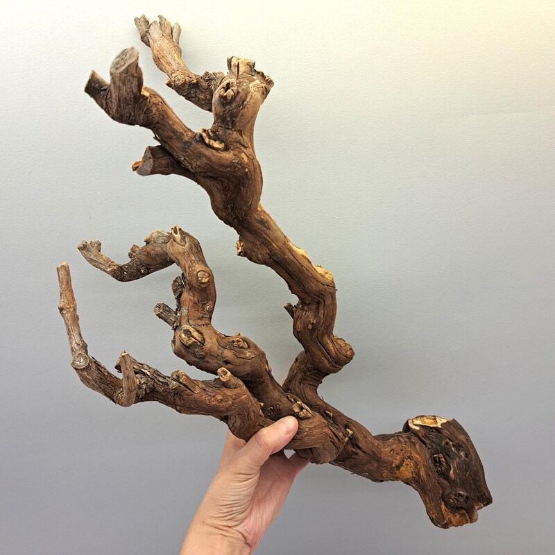 Grapewood Branch - Etsy