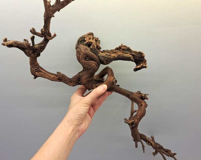 Extra Long Grapewood Branch for Decor, Dried Terrarium Branch, Real ...