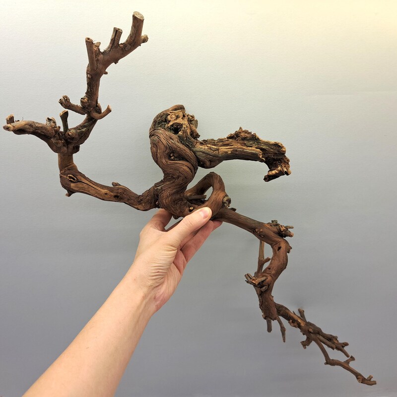 Grapewood Branch - Etsy
