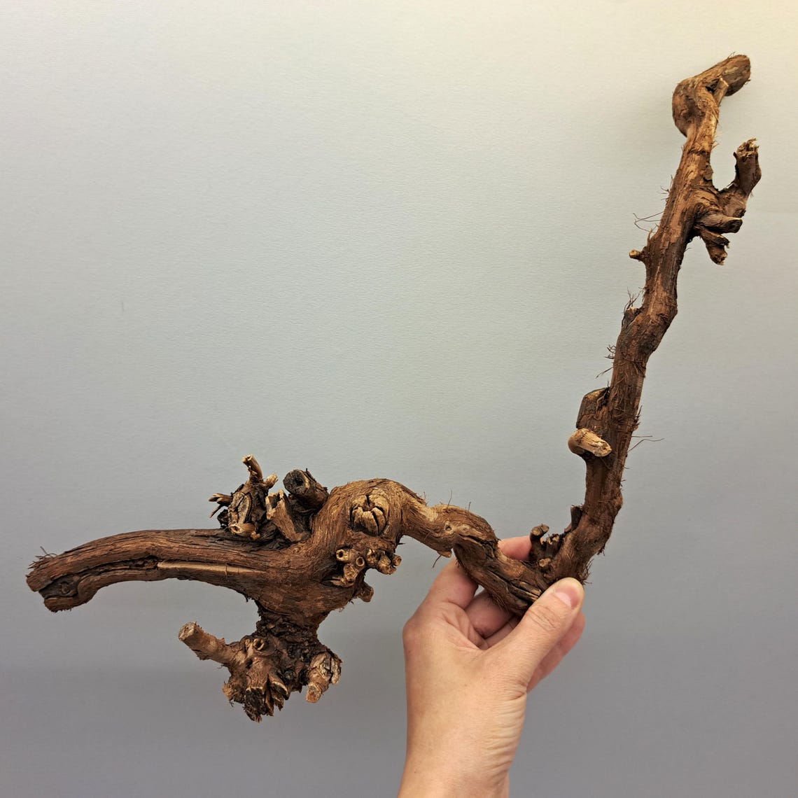 Thin Grapewood Branch, Natural Wood Terrarium Decor, Dry Grapevine ...