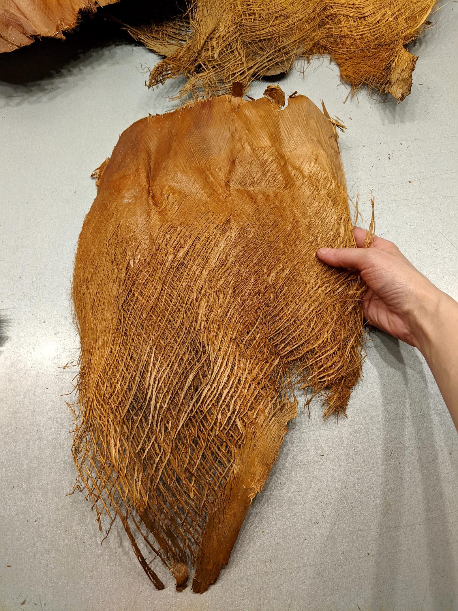 Palm Bark Fiber, Dried Palm Bark, Natural Palm Bark, Bark Pieces for ...