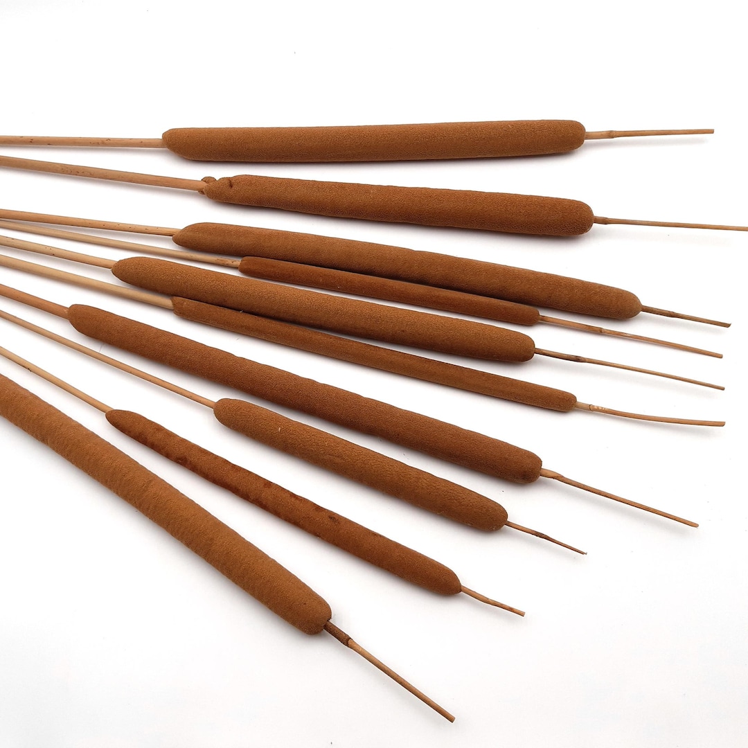 Large Cattails Dried, Natural Cattails Stems, Dried Reeds, Large ...