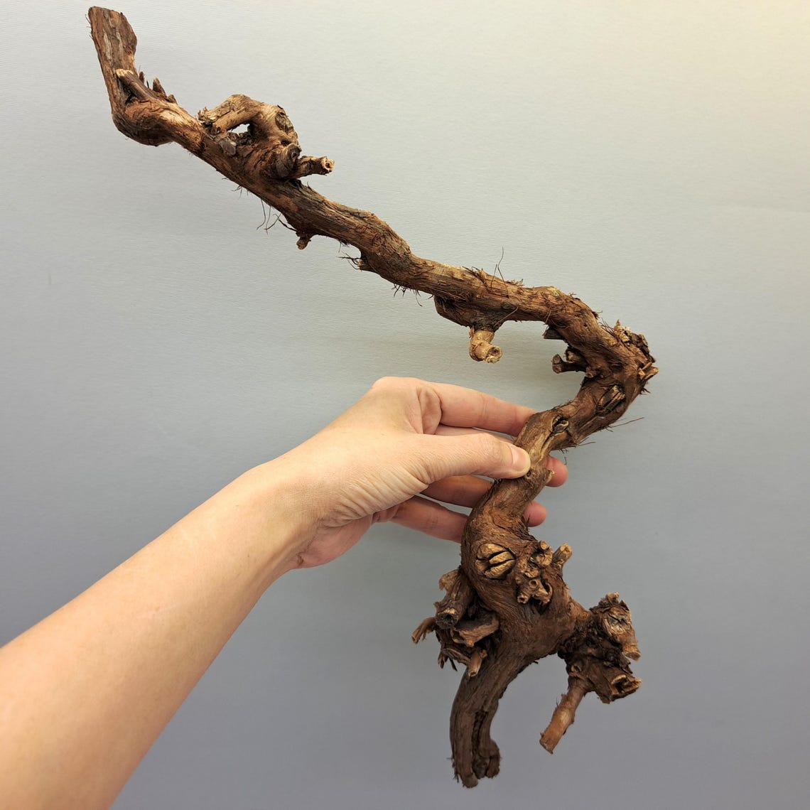 Thin Grapewood Branch, Natural Wood Terrarium Decor, Dry Grapevine ...