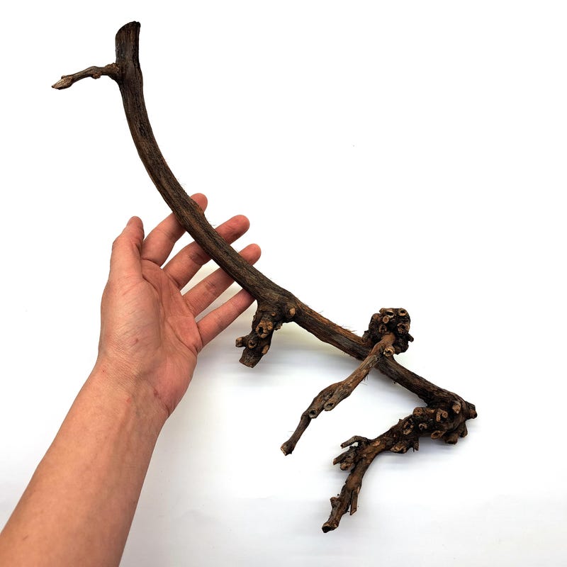 Grapewood Branch - Etsy
