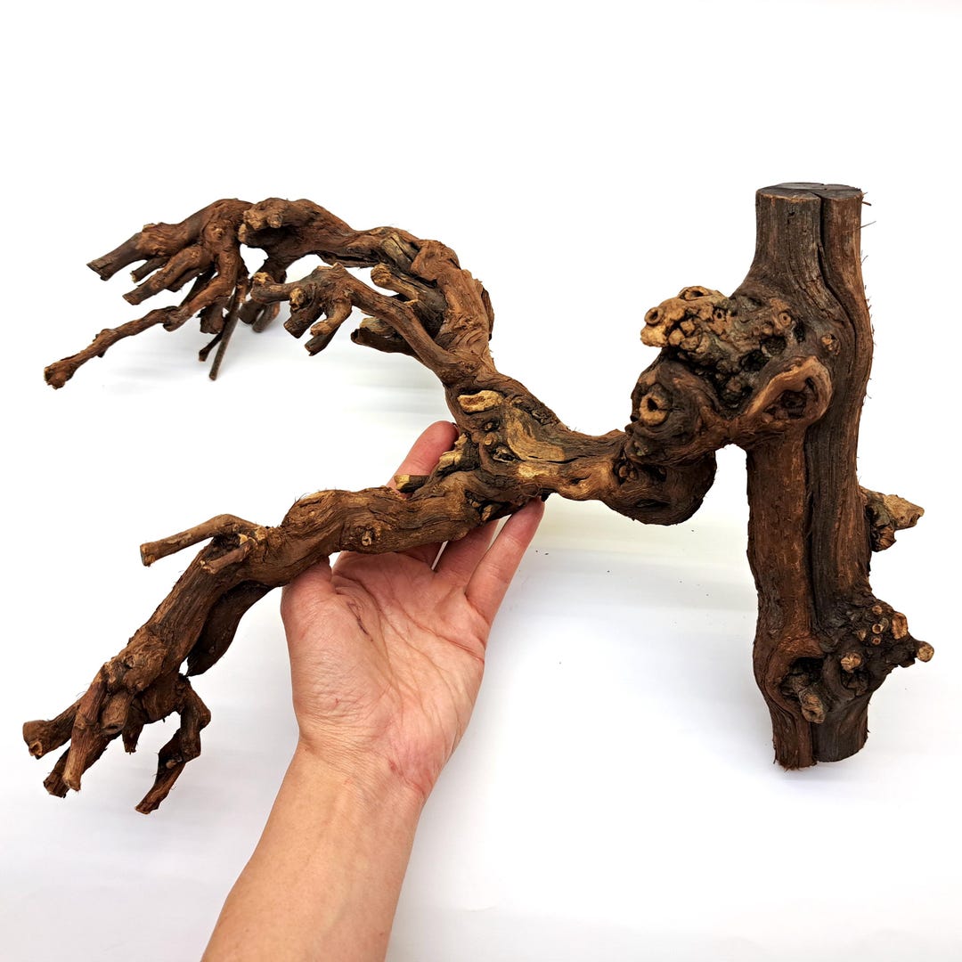 Small Grapevine Branch for Wedding Centerpiece, Small Wood for Decor ...