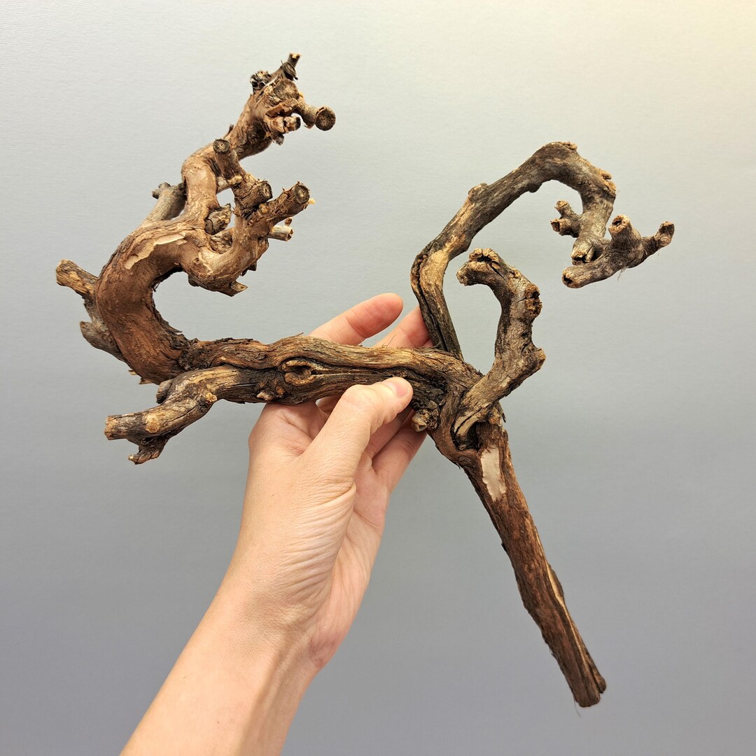 Small Vivarium Branch, Celler Decor, Small Branch, Dried Grapewood ...