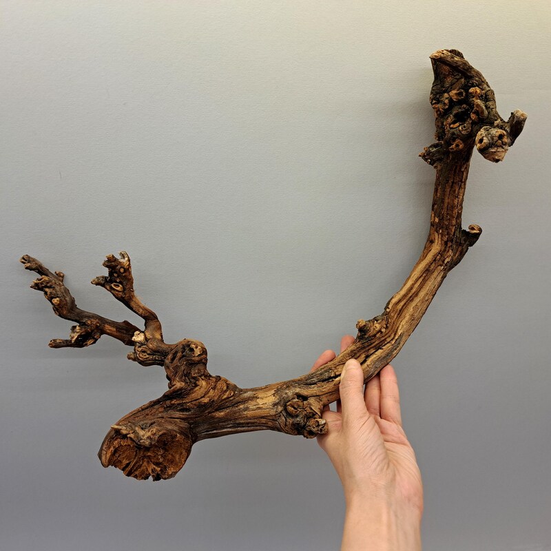 Grapewood Branch - Etsy