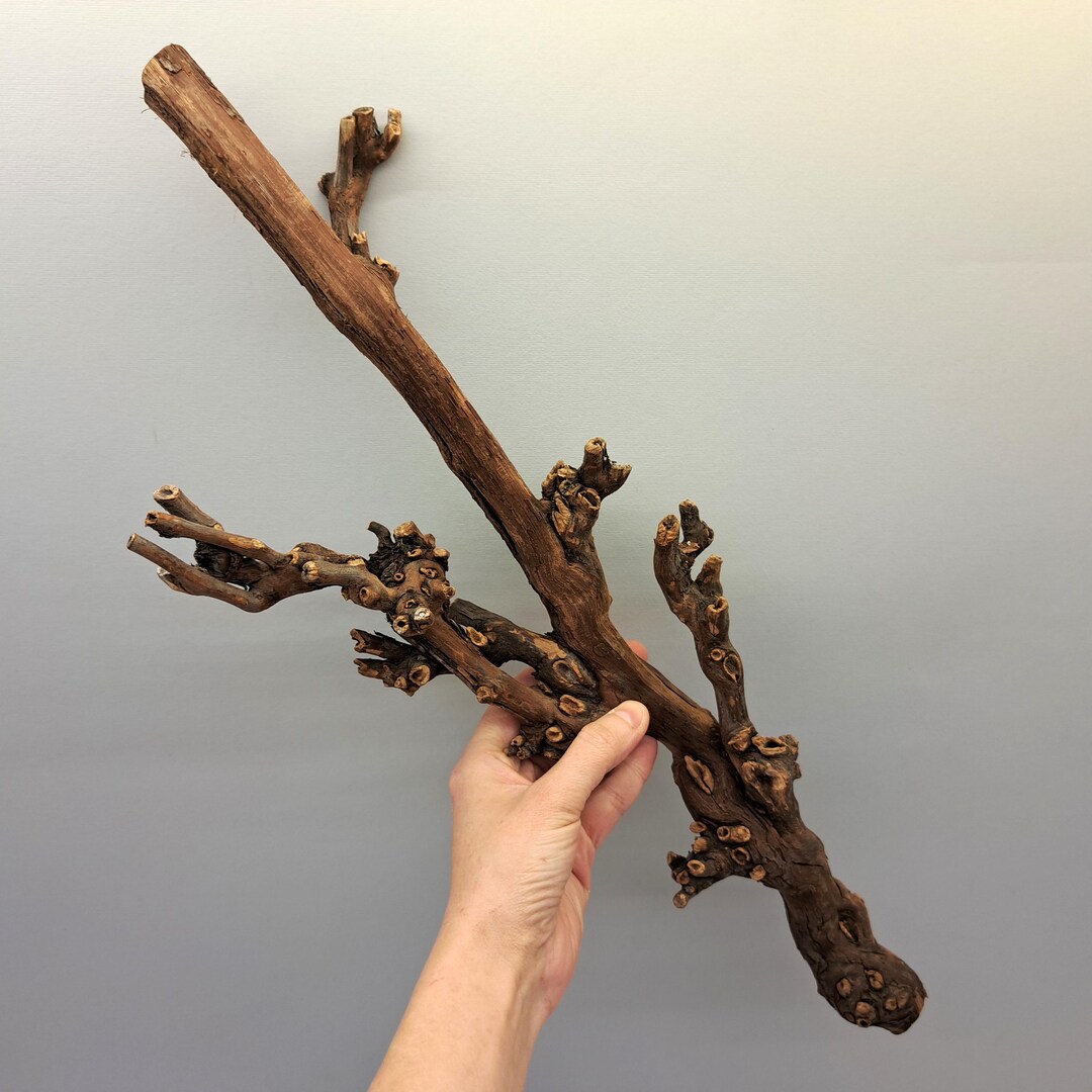 Real Grapevine Branch, DIY Terrarium Decoration, Natural Wood Branch ...