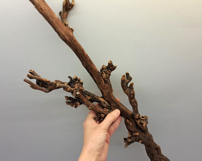 Real Grapevine Branch, DIY Terrarium Decoration, Natural Wood Branch ...