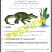 Alligator Themed Word Activities 1st 3rd Homeschool Printable ...
