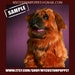 Custom Pet Portrait DOG Puppet Custom Made Puppets Custom Made Muppet ...