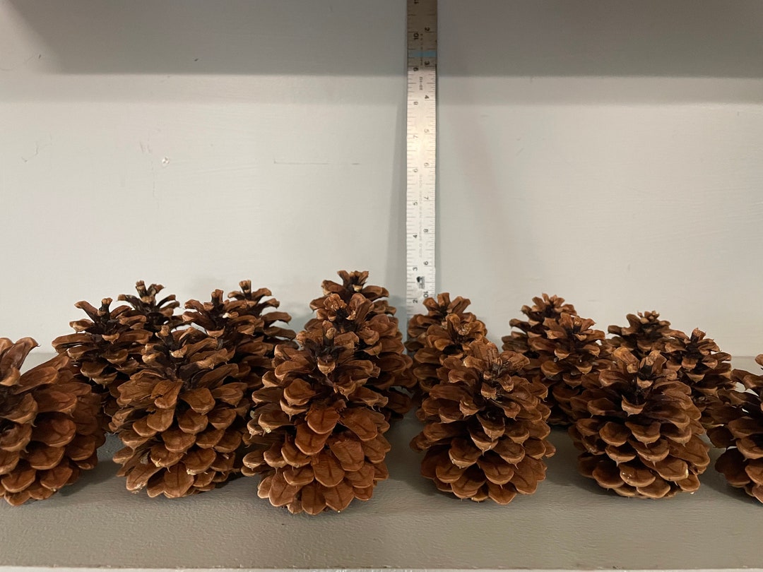 Colorado Rocky Mountain Pine Cones - Etsy