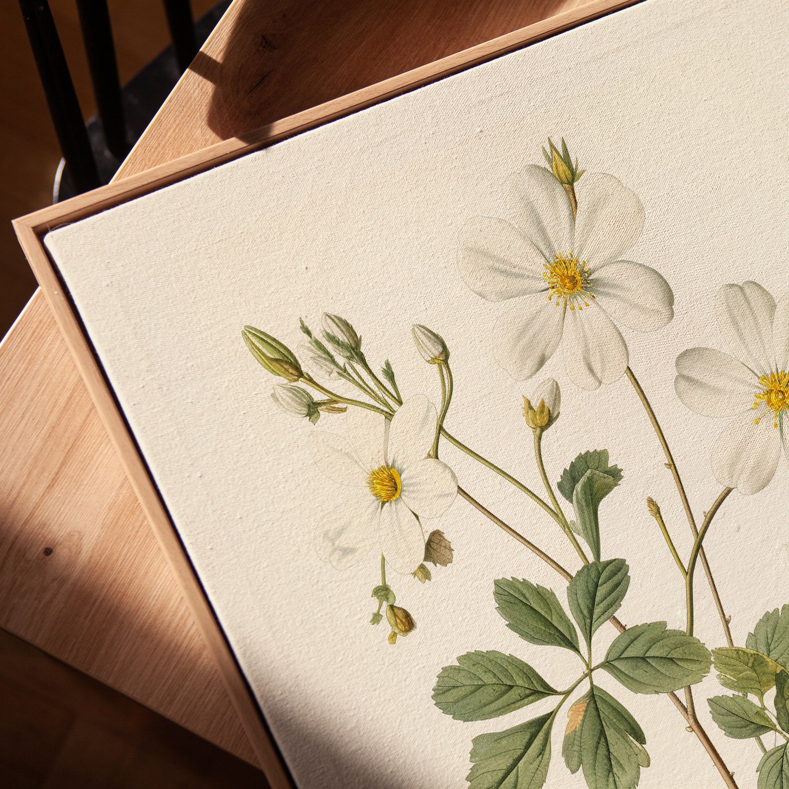 Vintage Botanical Illustration of White Flower elegant Floral Art ...