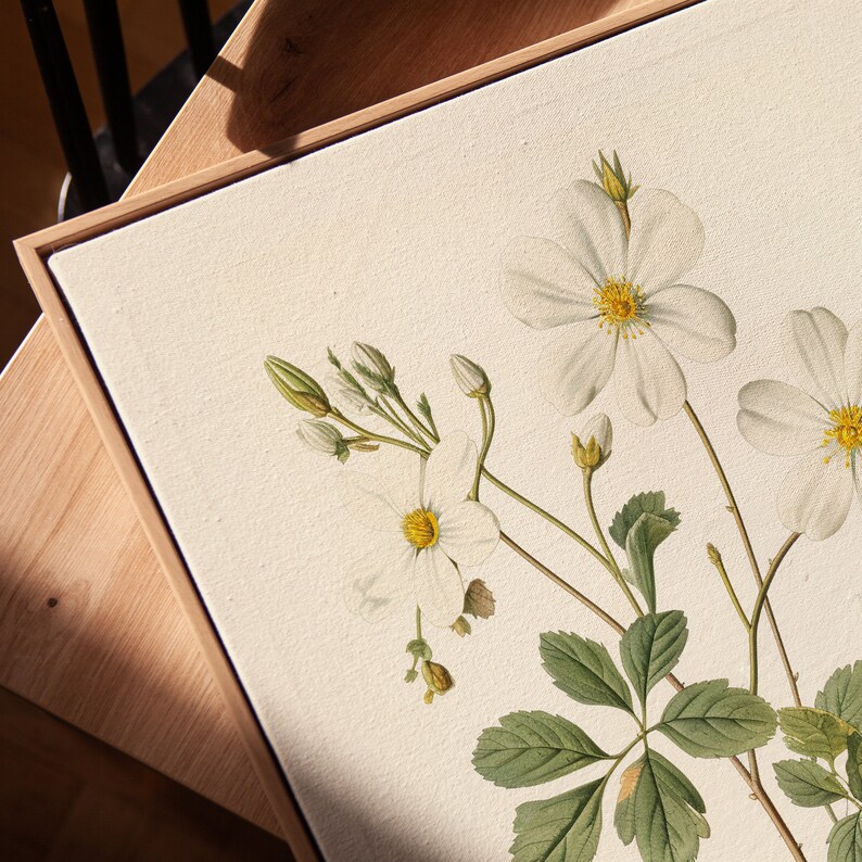 Vintage Botanical Illustration of White Flower elegant Floral Art ...