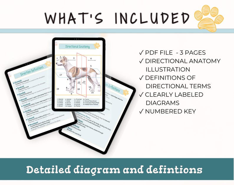 Vet Med Directional Anatomy Chart, Veterinary Anatomy Study Guide | Vet ...