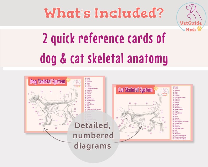 Quick Reference Skeletal Anatomy Guide for Cats and Dogs - for Vet ...