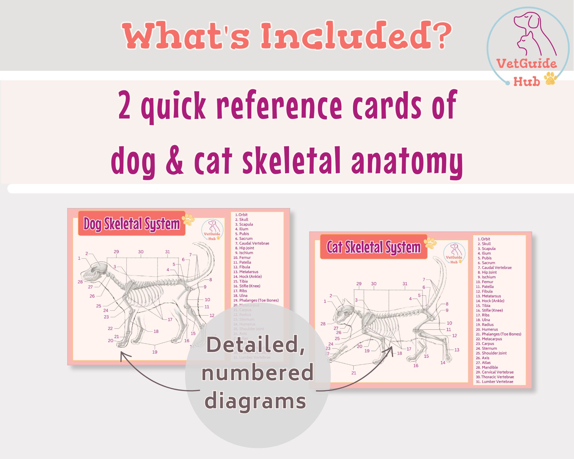 Quick Reference Skeletal Anatomy Guide for Cats and Dogs - for Vet ...