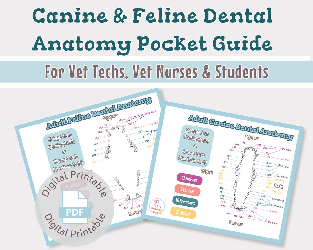Quick Reference Dental Anatomy Guide for Cats and Dogs - for Vet Nurse ...