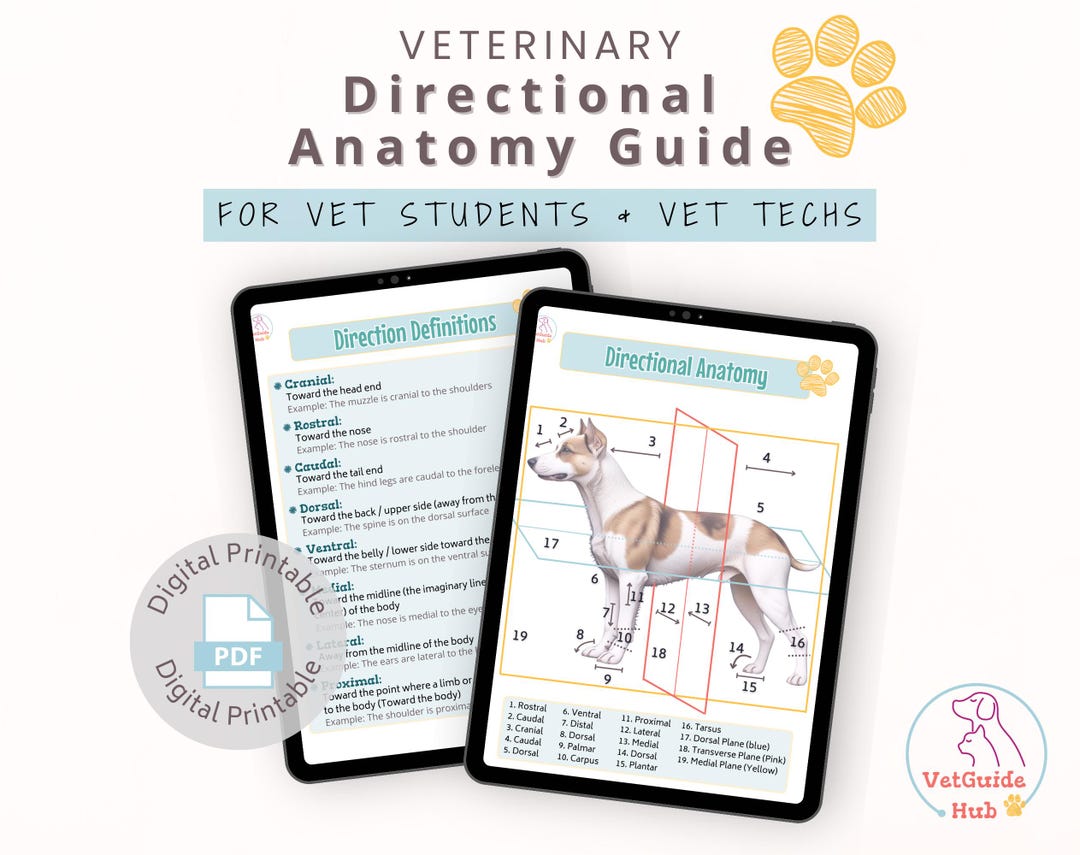 Vet Med Directional Anatomy Chart, Veterinary Anatomy Study Guide | Vet ...