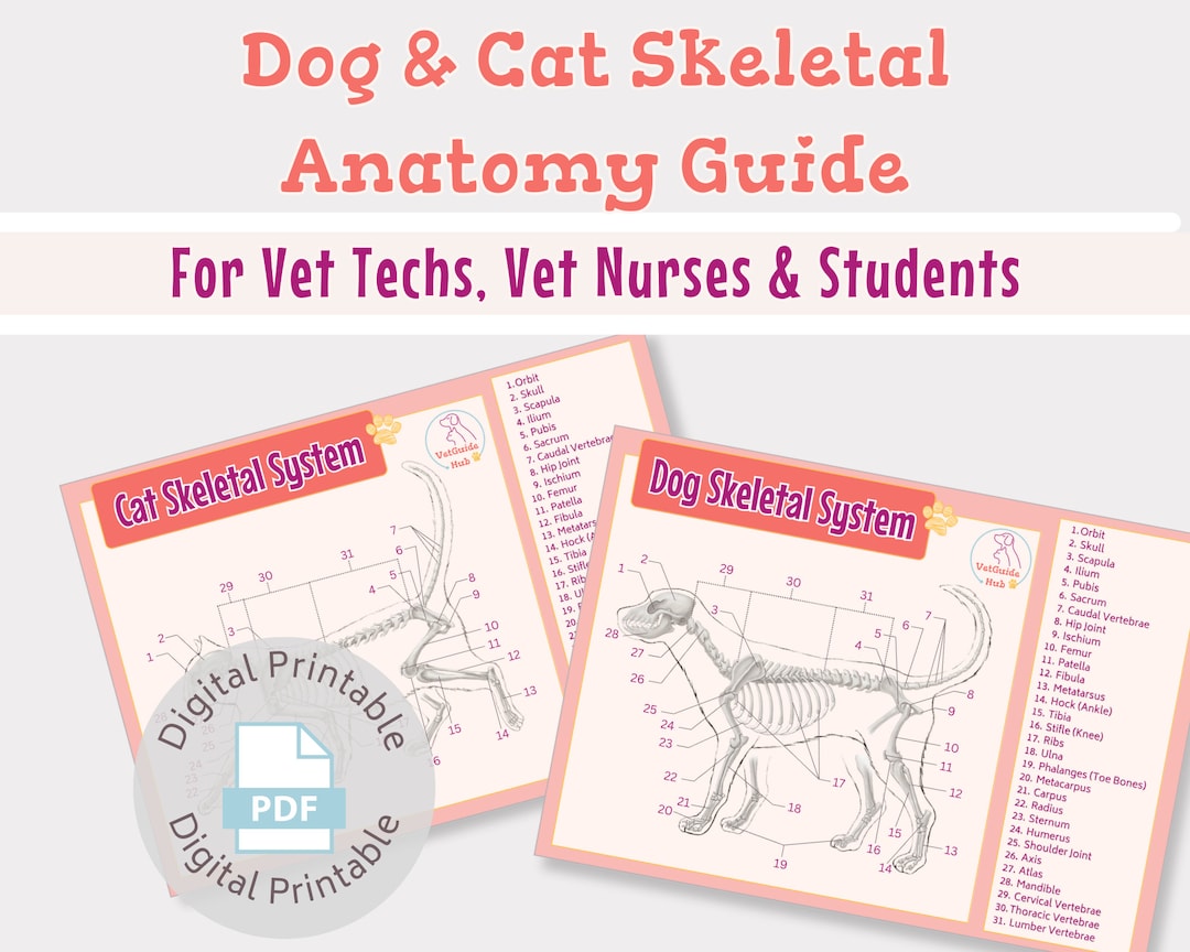 Quick Reference Skeletal Anatomy Guide for Cats and Dogs - for Vet ...