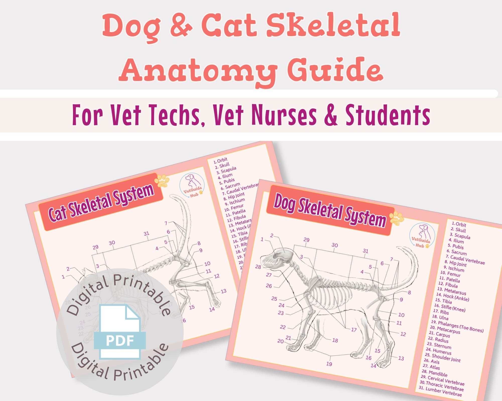 Quick Reference Skeletal Anatomy Guide for Cats and Dogs - for Vet ...