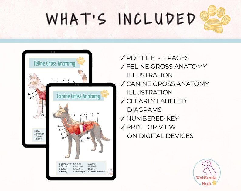 Canine & Feline Anatomy Chart, Veterinary Anatomy Study Guide | Vet ...