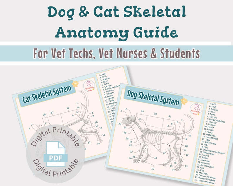 Quick Reference Skeletal Anatomy Guide for Cats and Dogs - for Vet ...