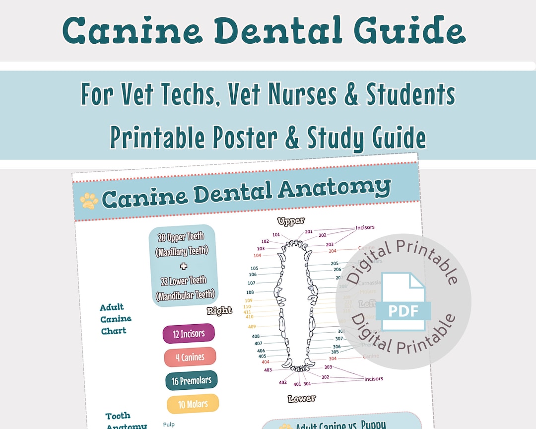 Vet Med Dental Guide Poster | Veterinary Quick Reference Study Guide ...