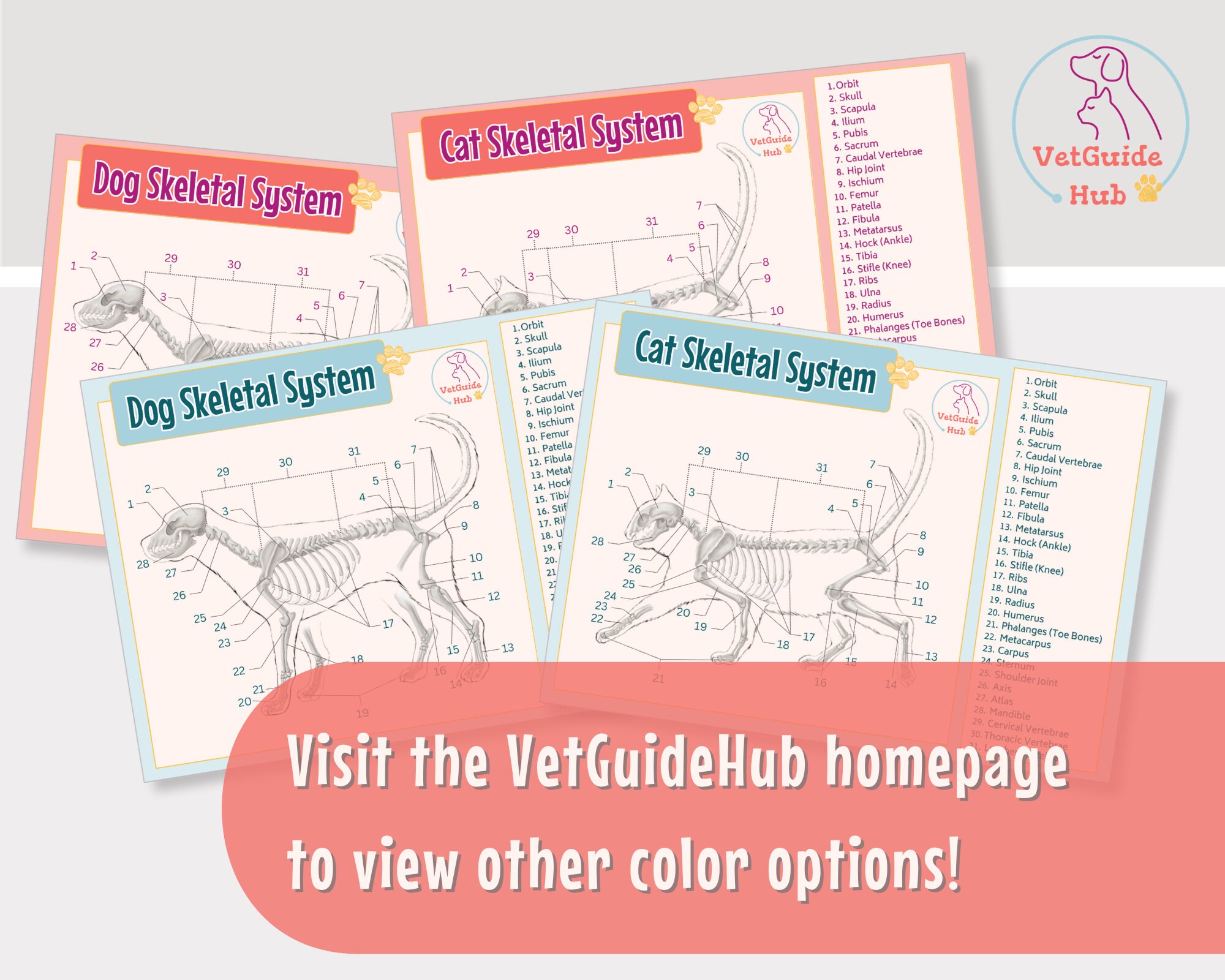 Quick Reference Skeletal Anatomy Guide for Cats and Dogs - for Vet ...