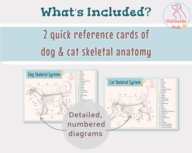 Quick Reference Skeletal Anatomy Guide for Cats and Dogs - for Vet ...