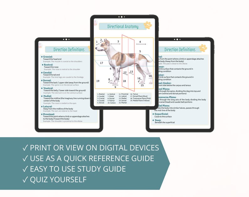 Vet Med Directional Anatomy Chart, Veterinary Anatomy Study Guide | Vet ...