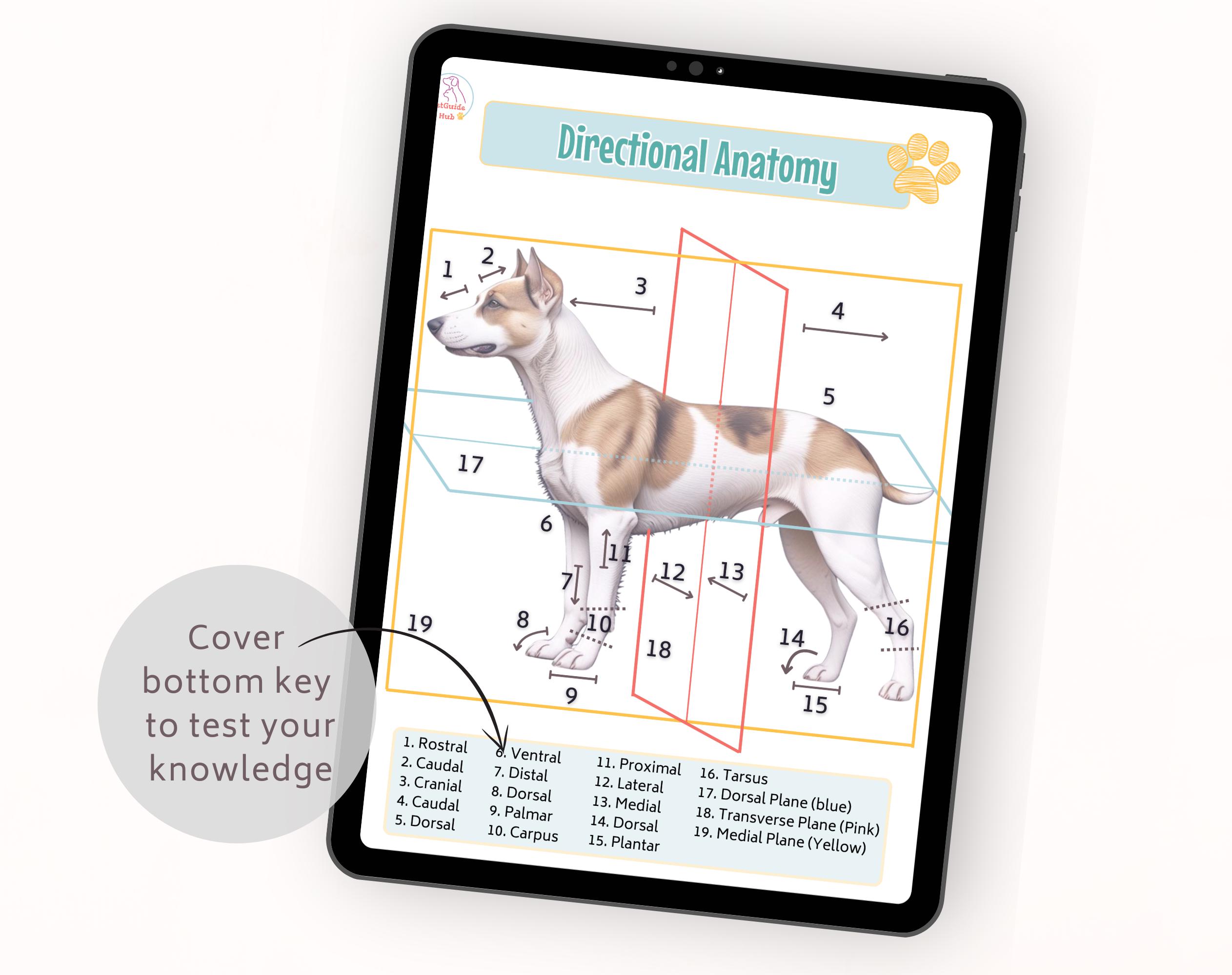 Vet Med Directional Anatomy Chart, Veterinary Anatomy Study Guide | Vet ...
