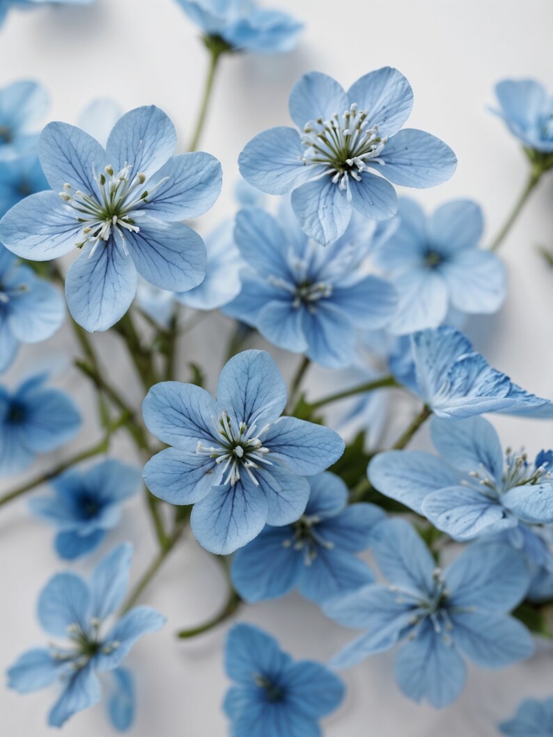 Flowers Light Blue (set of 2) - Etsy