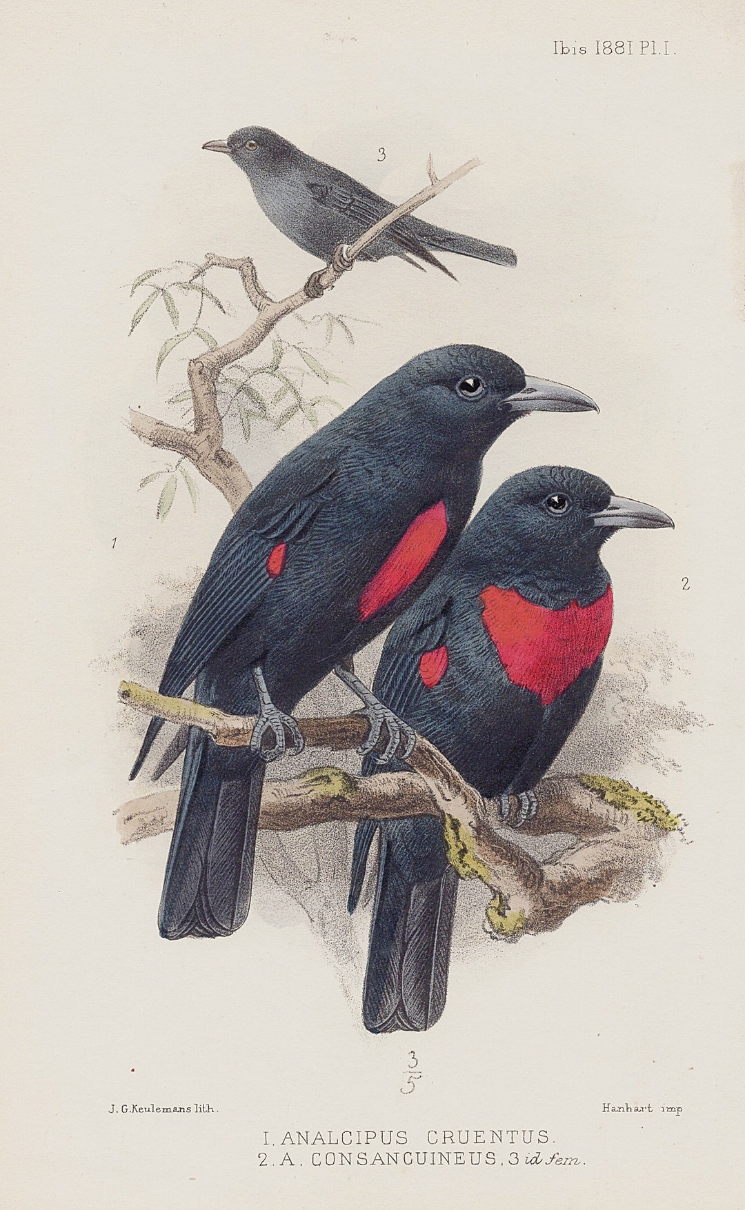 ART ENGRAVING ~ Antique Engraving Book Plate Black-and-crimson Oriole ...