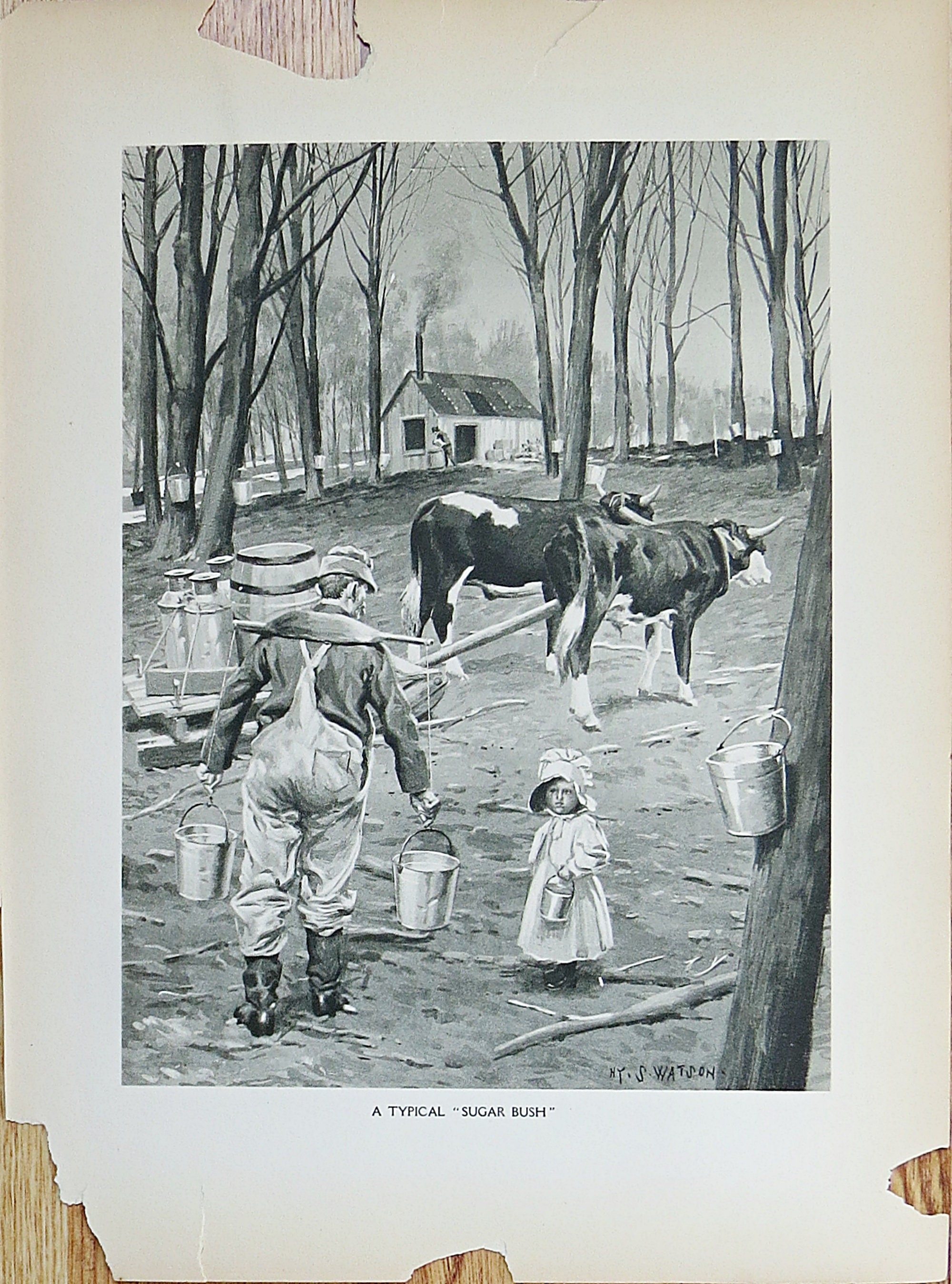 Antique 1906 Henry Sumner (hy) Watson Print A TYPICAL "sugar Bush" From ...